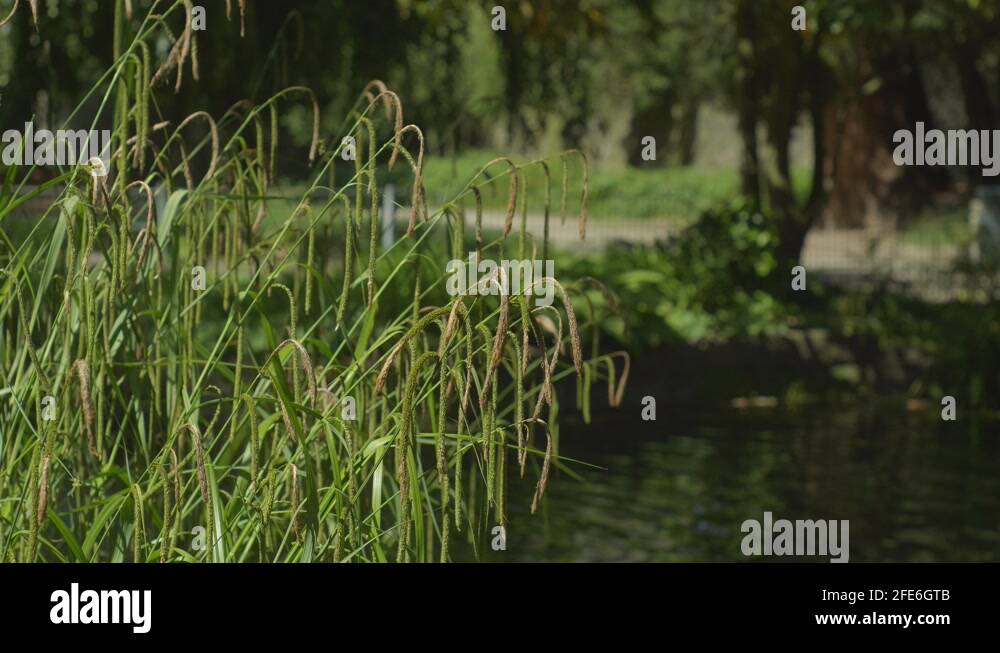 Reed gras Stock Videos & Footage - HD and 4K Video Clips - Alamy