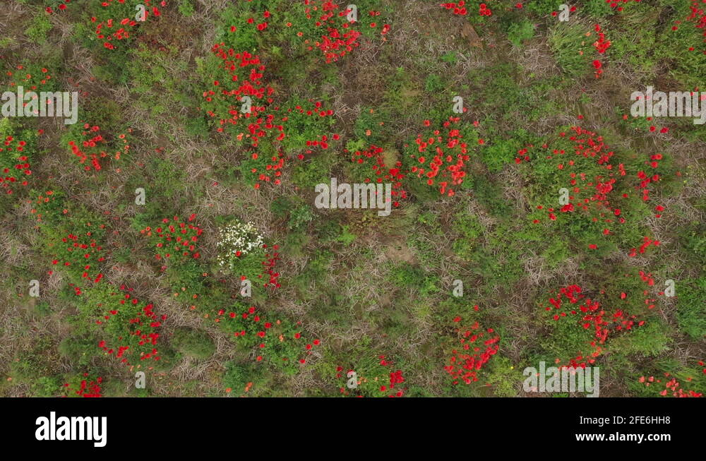 Top view field growing wildflowers Stock Videos & Footage - HD and 4K ...