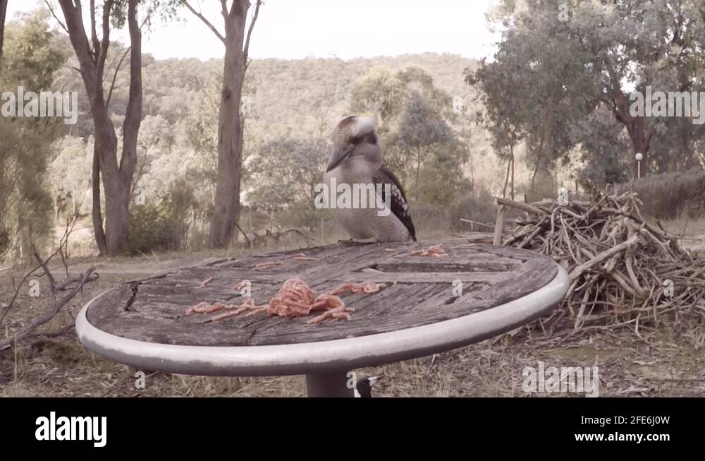 Australian native Kookaburra bird eating meat from a wooden outdoor ...