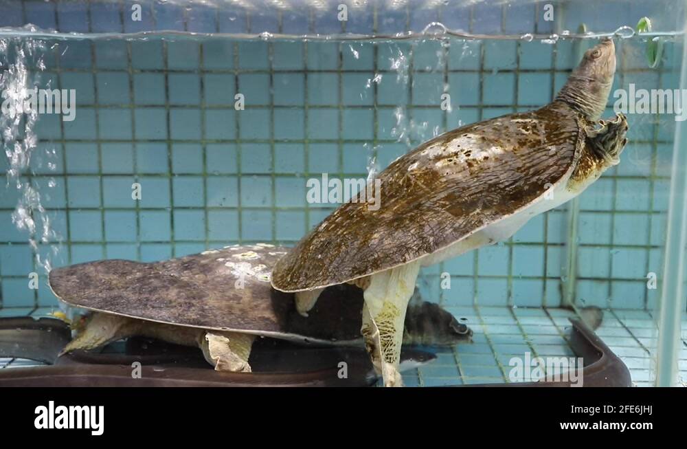 Chinese softshell turtle Stock Videos & Footage - HD and 4K Video Clips ...