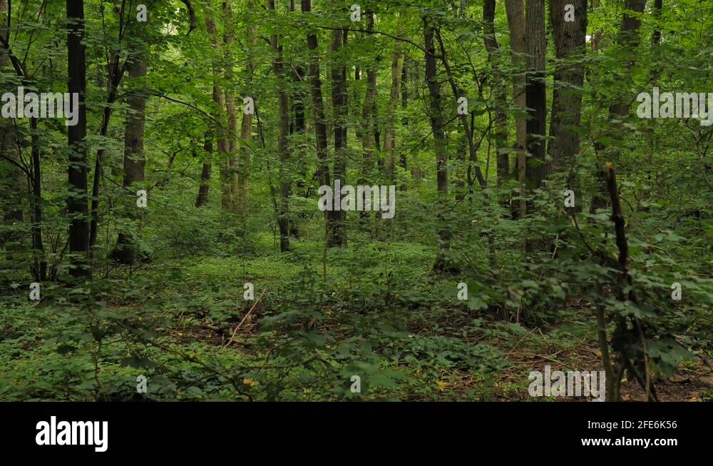 European ash trees Stock Videos & Footage - HD and 4K Video Clips - Alamy
