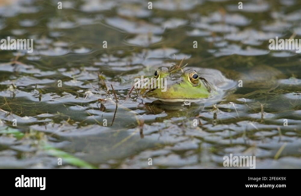 American bull frogs Stock Videos & Footage - HD and 4K Video Clips - Alamy