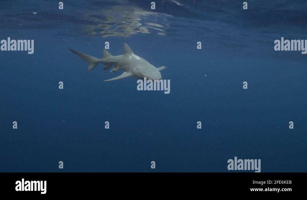 lemon shark with propellor rash injury swims by (prop rash Stock Video ...