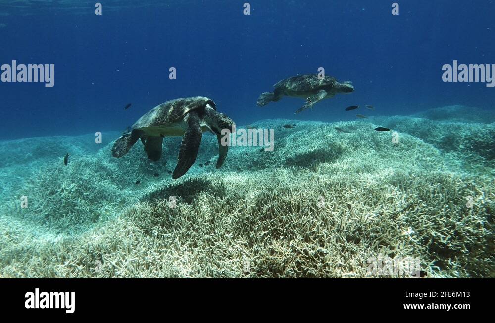 Green sea turtles pair Stock Videos & Footage - HD and 4K Video Clips ...