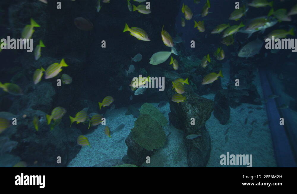 Fish species diversity Stock Videos & Footage - HD and 4K Video Clips ...