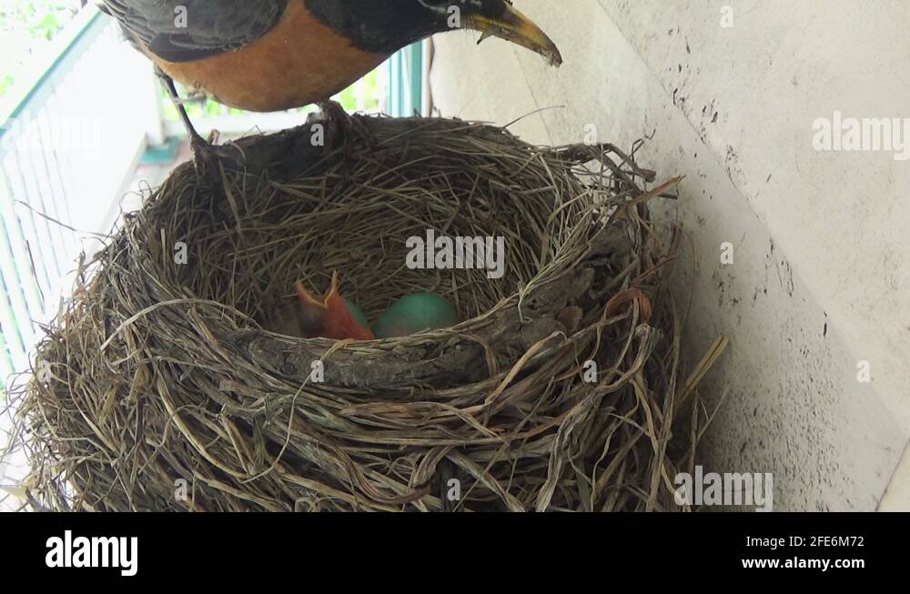 Cute baby Robin eats bugs from mom in nest with two blue eggs inside ...