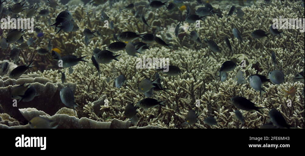 School of Chromis Damsel, Chromis sp, swimming in a intact coral reef ...