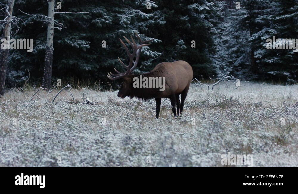 Alone canada Stock Videos & Footage - HD and 4K Video Clips - Alamy