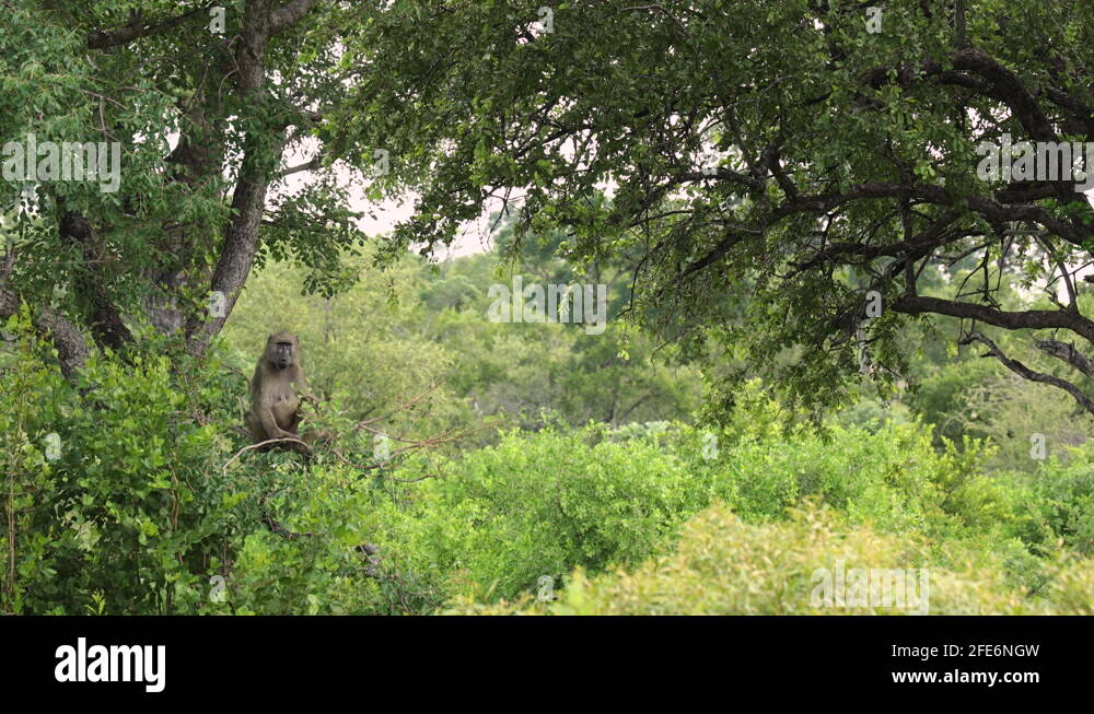 Baboon sitting in tree Stock Videos & Footage - HD and 4K Video Clips ...
