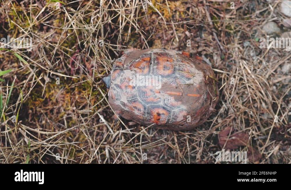 Eastern box turtle shell pattern Stock Videos & Footage - HD and 4K ...