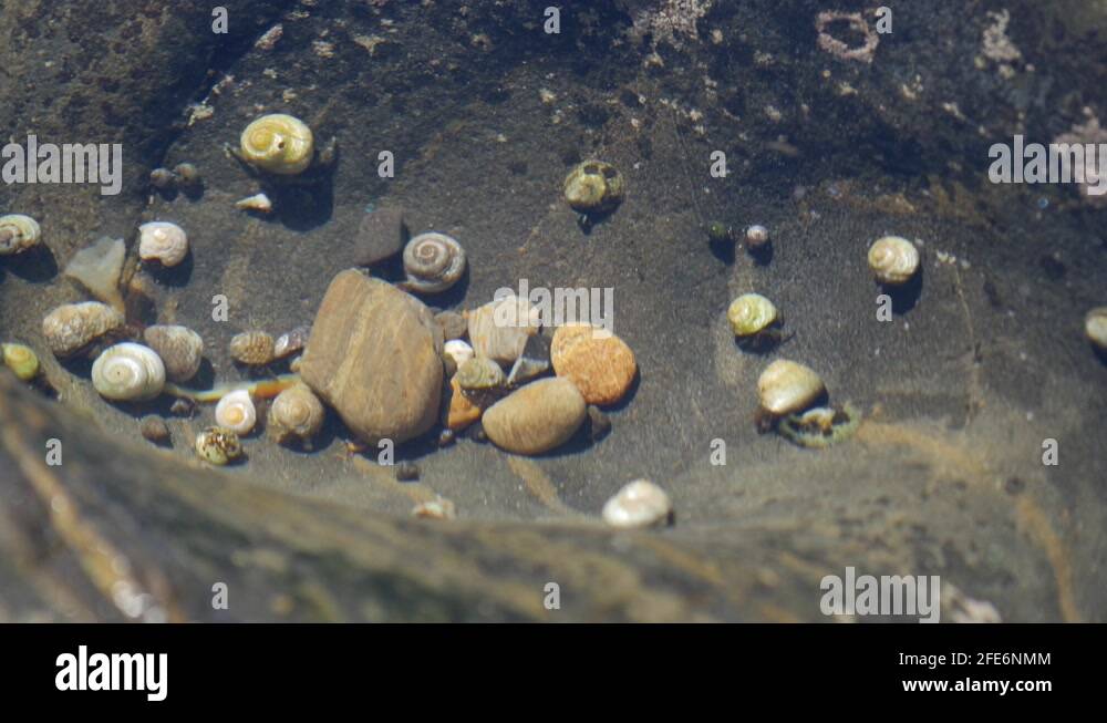 Tidal animals Stock Videos & Footage - HD and 4K Video Clips - Alamy