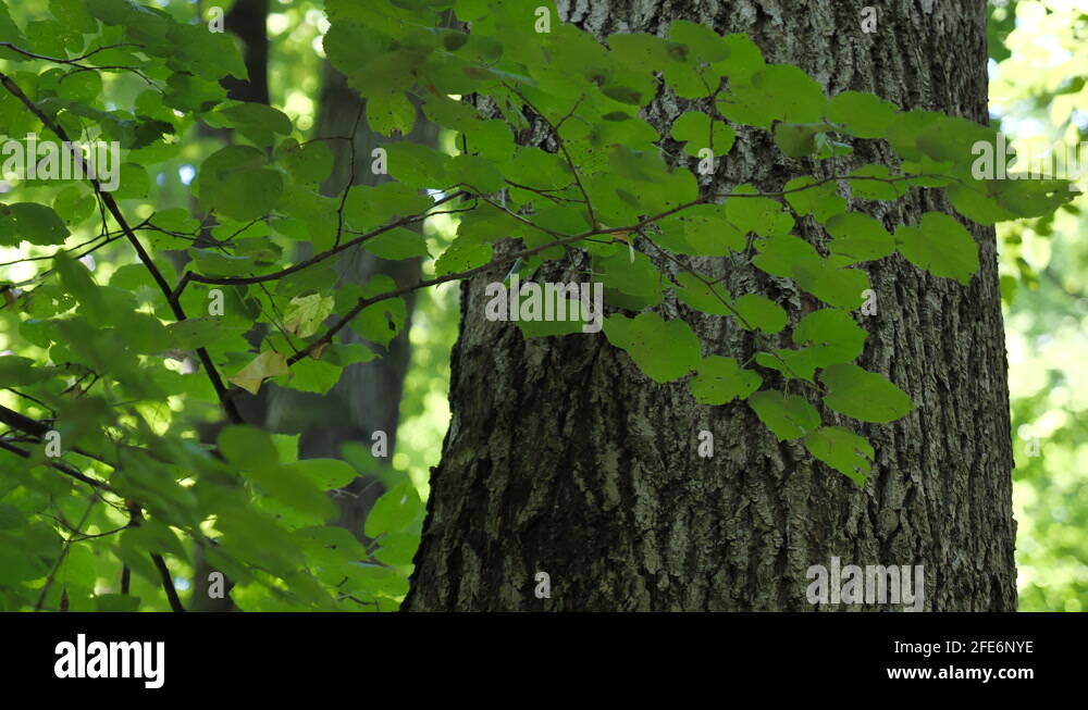 European ash tree leaves Stock Videos & Footage - HD and 4K Video Clips ...