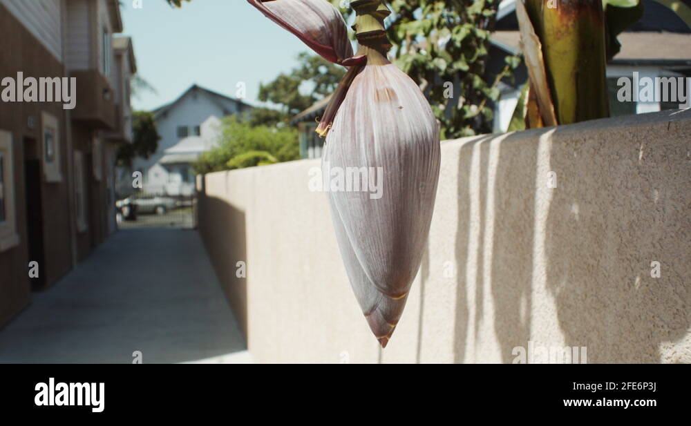Tree pod Stock Videos & Footage - HD and 4K Video Clips - Alamy