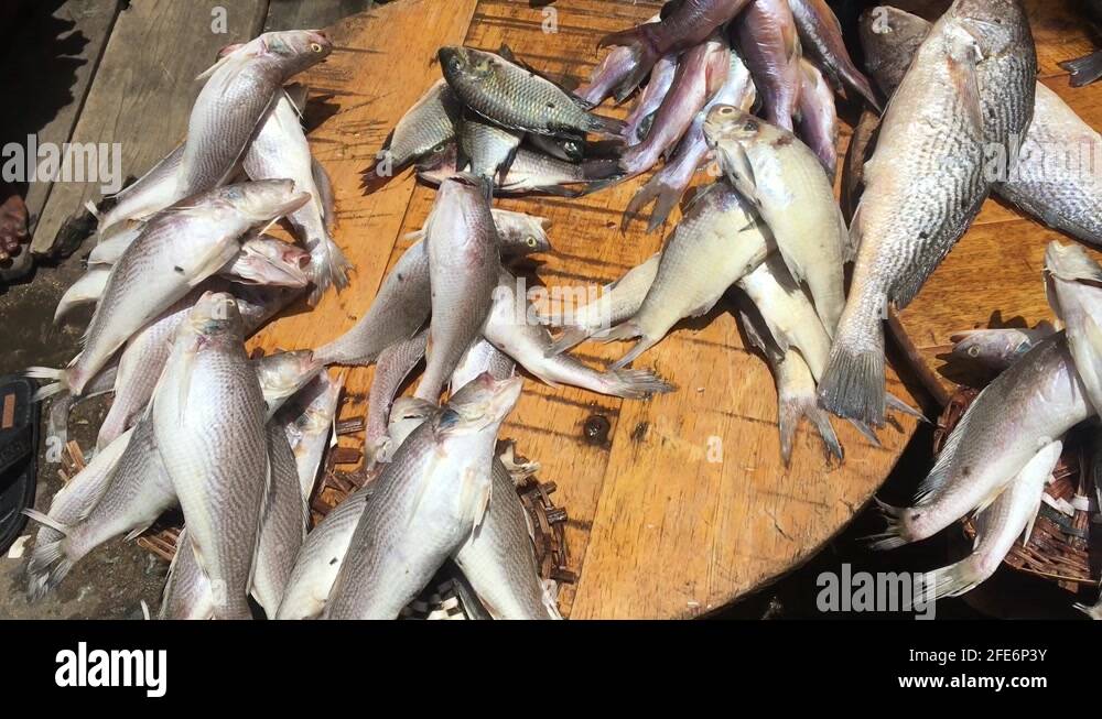 Nigerian fish Stock Videos & Footage - HD and 4K Video Clips - Alamy