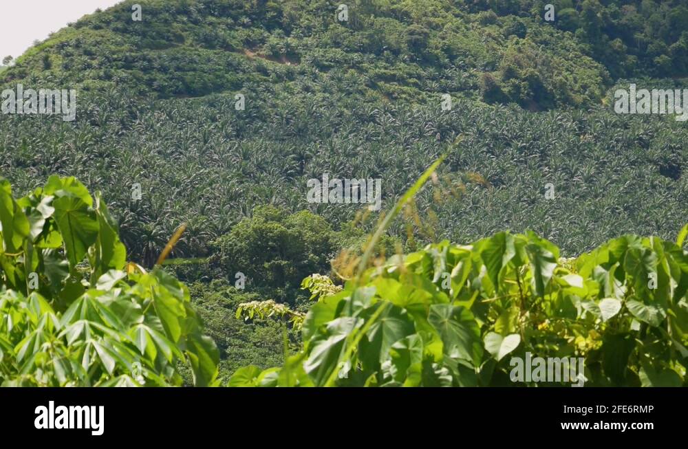 Oil plantations Stock Videos & Footage - HD and 4K Video Clips - Alamy