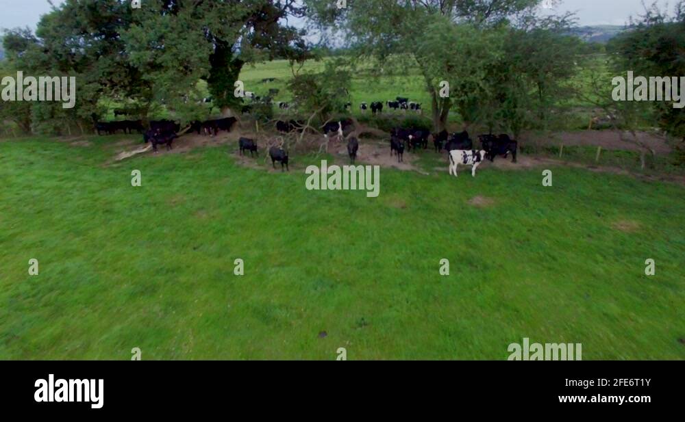 Ayrshire bull Stock Videos & Footage - HD and 4K Video Clips - Alamy