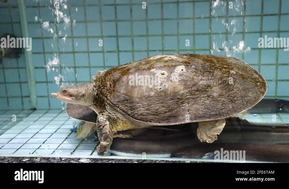 Chinese softshell turtle (Pelodiscus sinensis) in a Chinese seafood ...