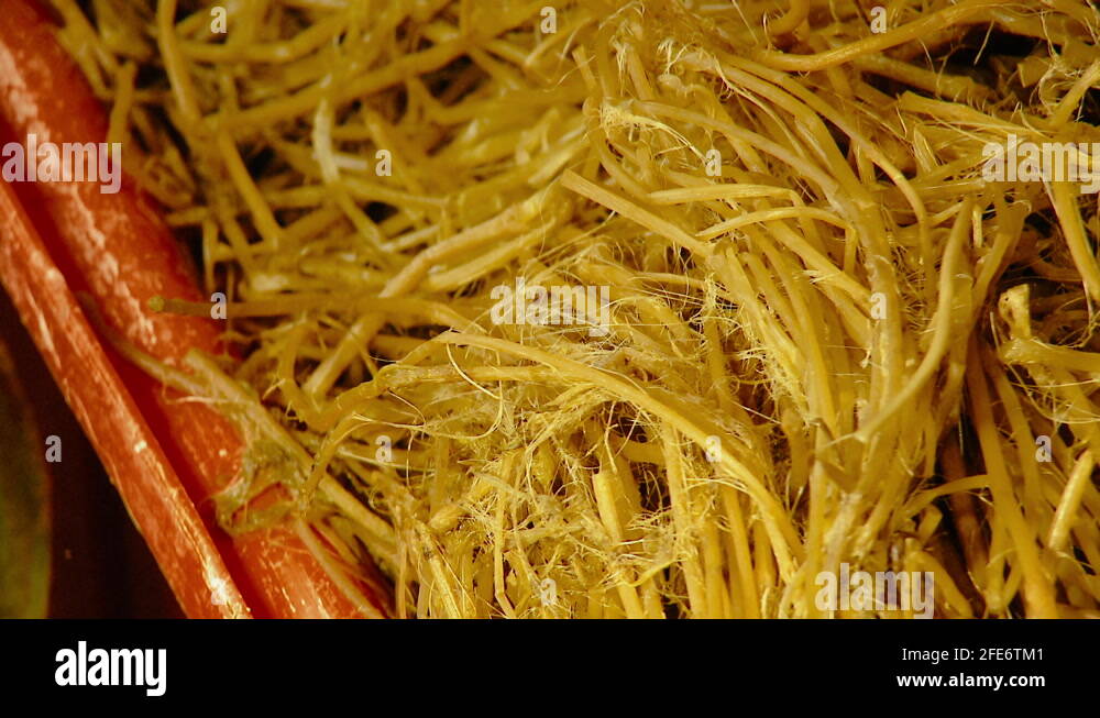 Cellulose fiber Stock Videos & Footage - HD and 4K Video Clips - Alamy