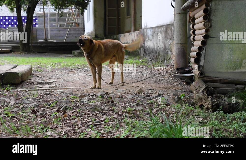Chinese rural dog Stock Videos & Footage - HD and 4K Video Clips - Alamy