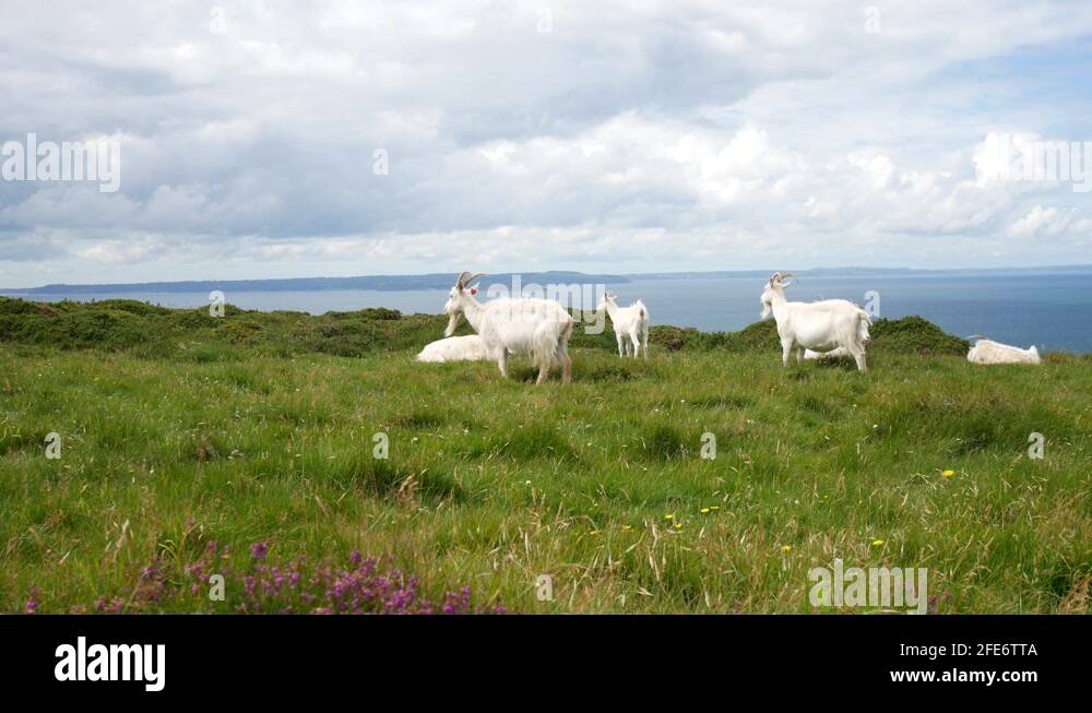 Welsh goat Stock Videos & Footage - HD and 4K Video Clips - Alamy