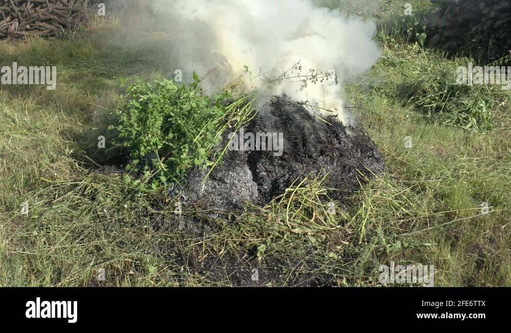 Smock bush Stock Videos & Footage - HD and 4K Video Clips - Alamy