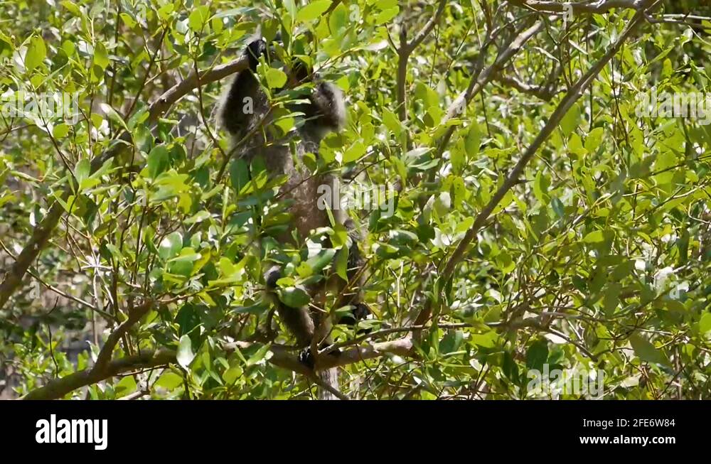 Mangroves bako national park Stock Videos & Footage - HD and 4K Video ...