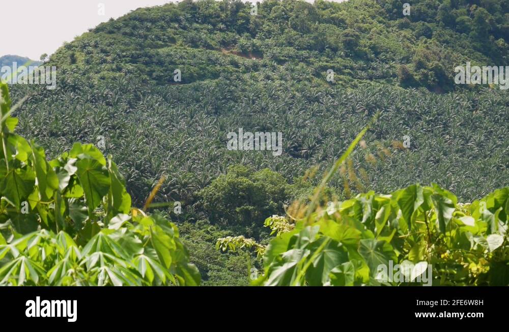 Palm oil plantations indonesia Stock Videos & Footage - HD and 4K Video Clips - Alamy