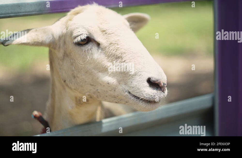 Sheep bleating Stock Videos & Footage - HD and 4K Video Clips - Alamy