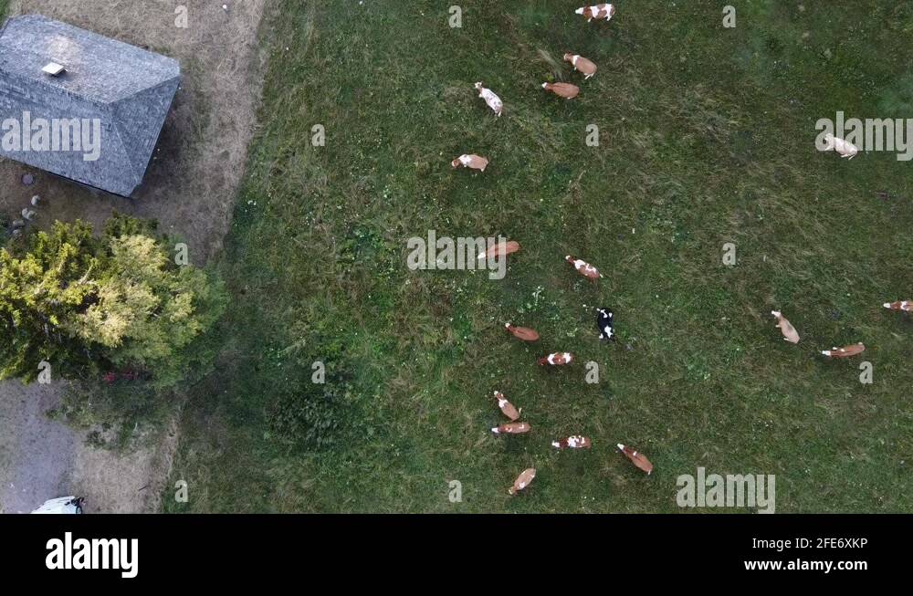 Grazing cows with wagging tails in a small pasture filmed from above ...