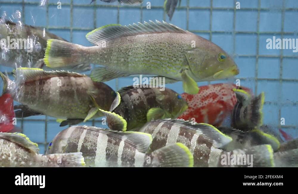 Hind trout Stock Videos & Footage - HD and 4K Video Clips - Alamy