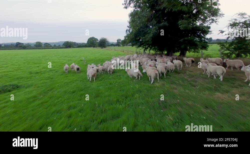 Welsh breed of sheep Stock Videos & Footage - HD and 4K Video Clips - Alamy