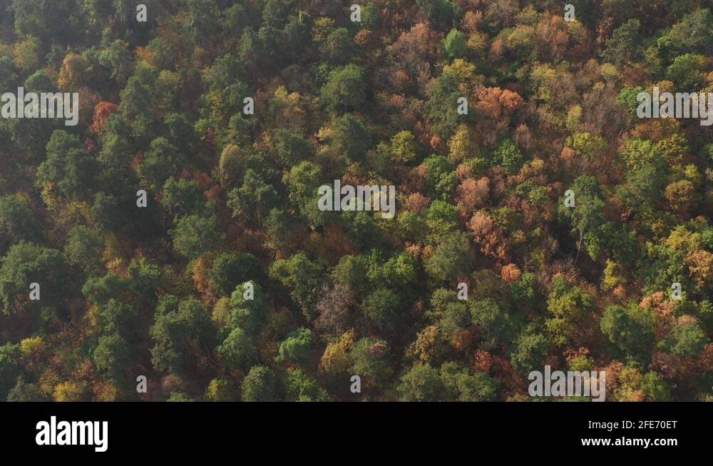High above colorful forest tree Stock Videos & Footage - HD and 4K ...