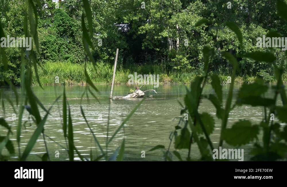 Duck stuck Stock Videos & Footage - HD and 4K Video Clips - Alamy