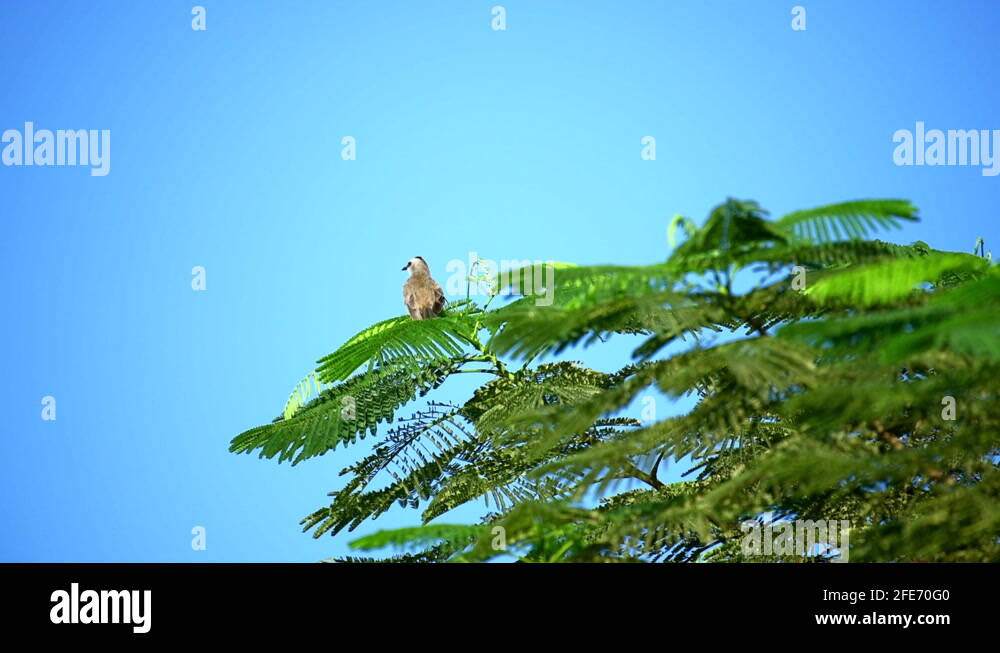 Bird sunbathing behaviour Stock Videos & Footage - HD and 4K Video ...