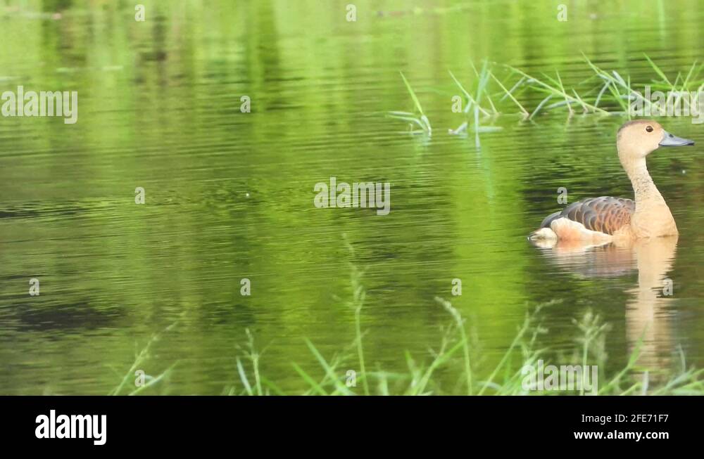 Ducks leaving duck box Stock Videos & Footage - HD and 4K Video Clips ...