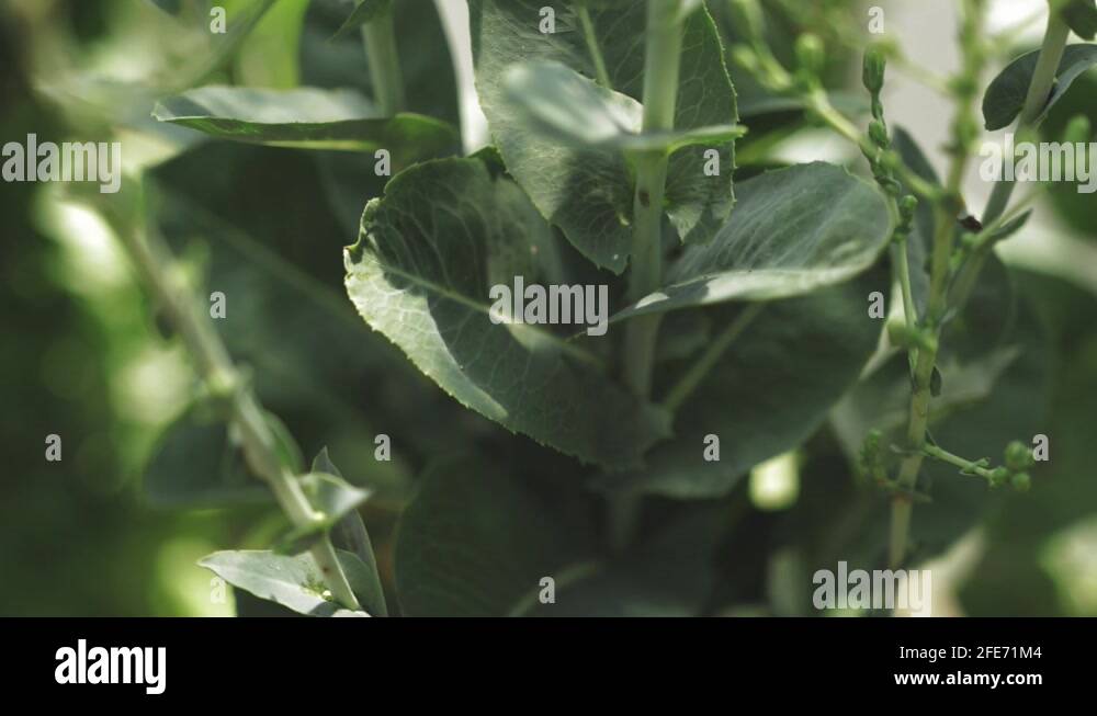 Bolting plants Stock Videos & Footage - HD and 4K Video Clips - Alamy