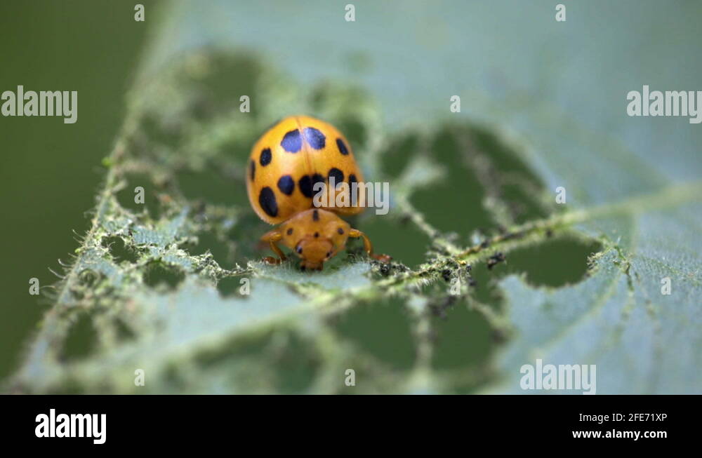 Ladybug eating leaf Stock Videos & Footage - HD and 4K Video Clips - Alamy