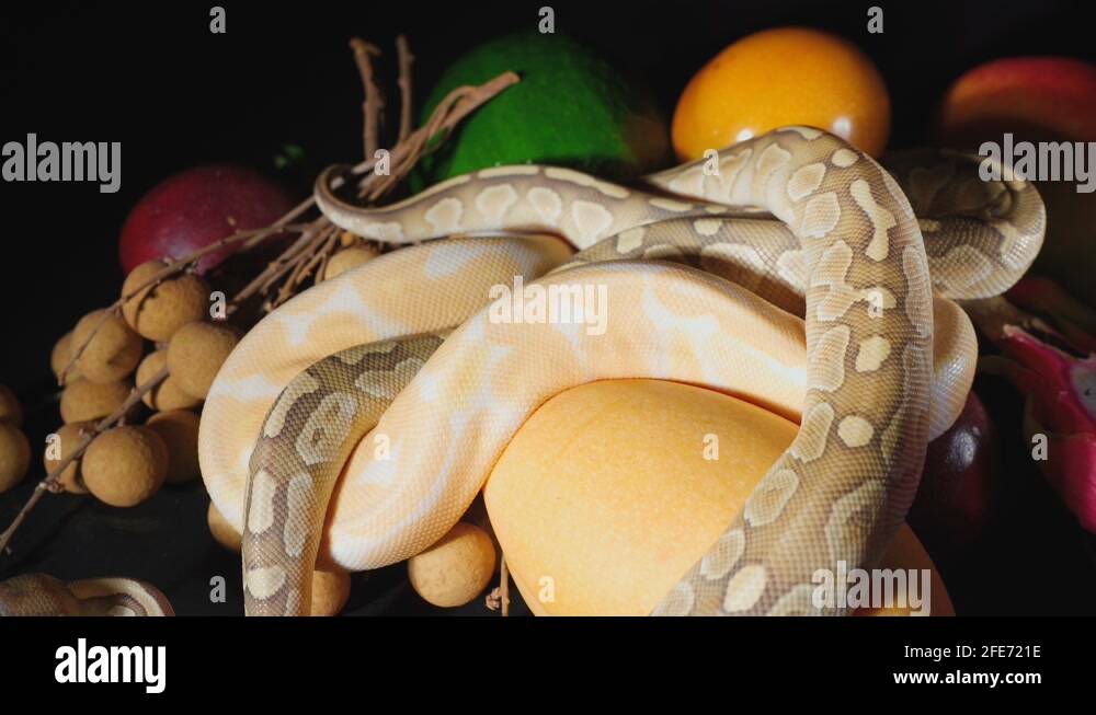 Video of fresh exotic fruits and ball pythons Stock Video Footage - Alamy