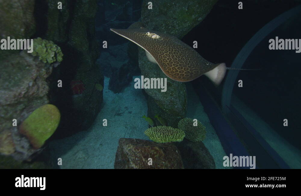 A magnificent reticulate whip ray or honeycomb stingray is one of the ...