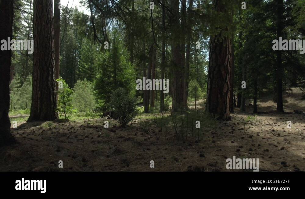Line of tree trunks Stock Videos & Footage - HD and 4K Video Clips - Alamy