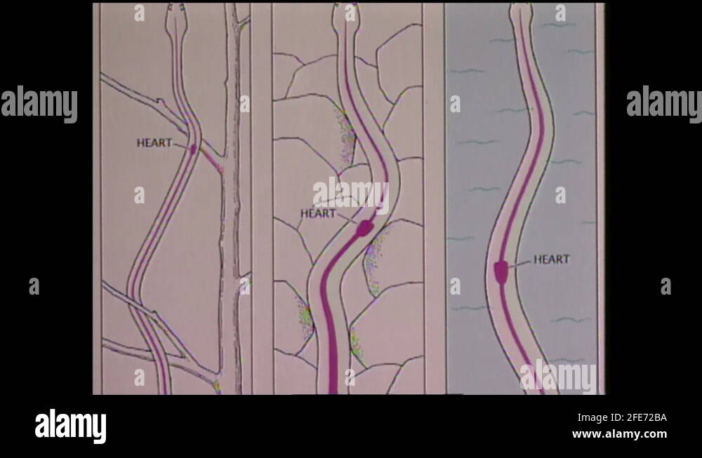 Species diagram Stock Videos & Footage - HD and 4K Video Clips - Alamy