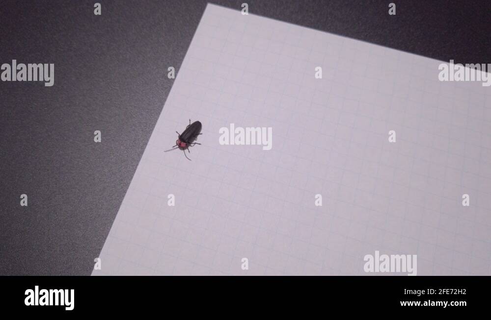 Genji firefly Stock Videos & Footage - HD and 4K Video Clips - Alamy