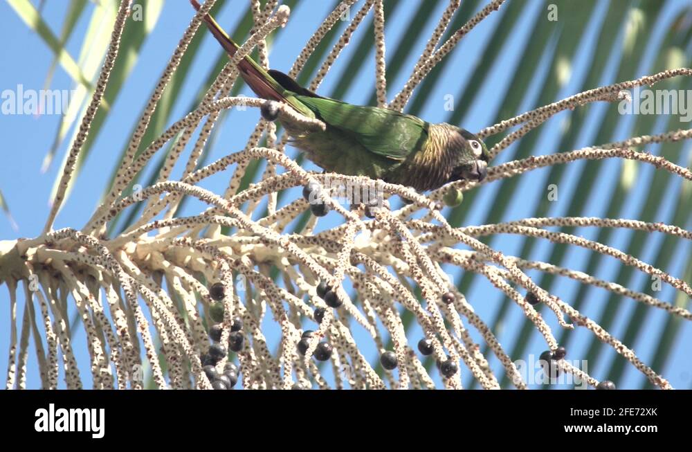 Tree acai Stock Videos & Footage - HD and 4K Video Clips - Alamy