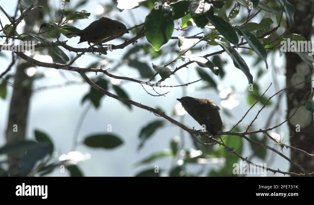 Rainforest birds Stock Videos & Footage - HD and 4K Video Clips - Alamy