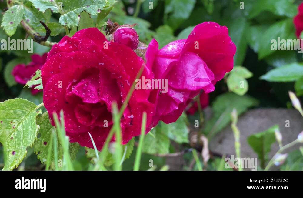 Red wild roses Stock Videos & Footage - HD and 4K Video Clips - Alamy