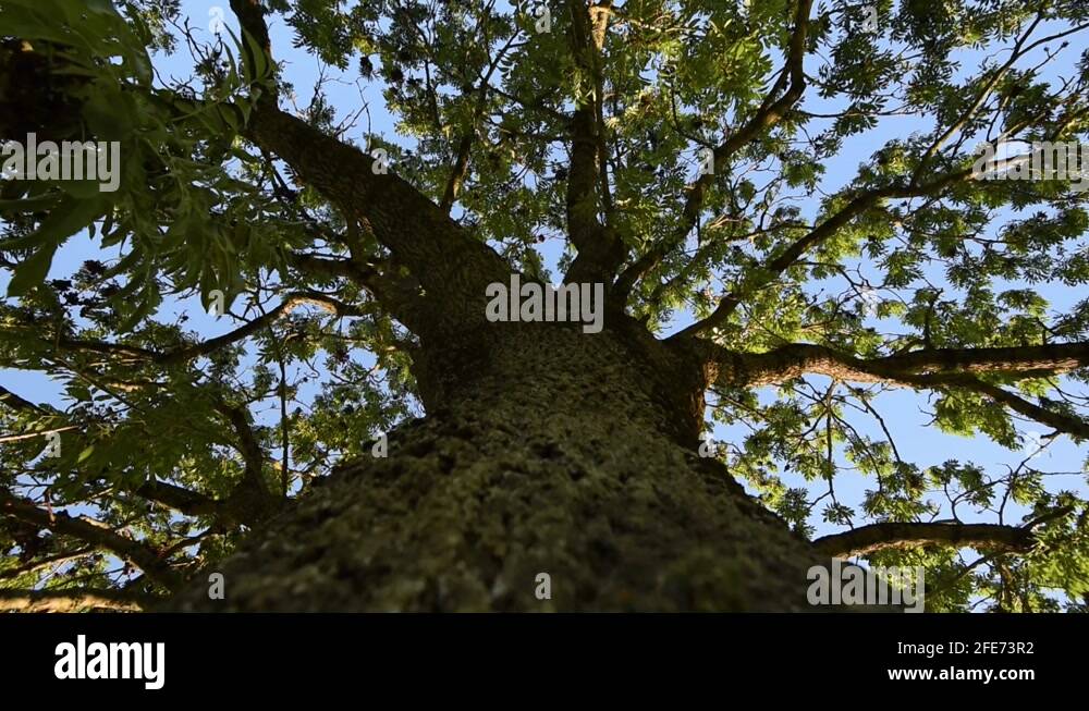 Elder tree Stock Videos & Footage - HD and 4K Video Clips - Alamy