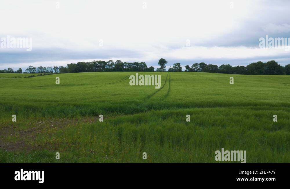 Green field with hedges Stock Videos & Footage - HD and 4K Video Clips ...