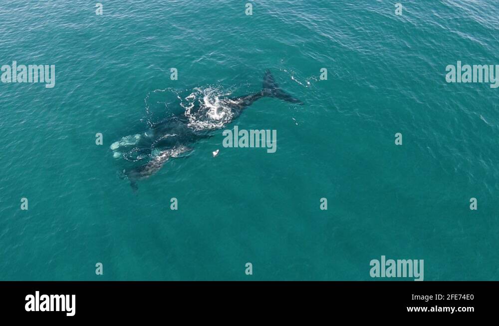 Whales in natural habitat Stock Videos & Footage - HD and 4K Video ...