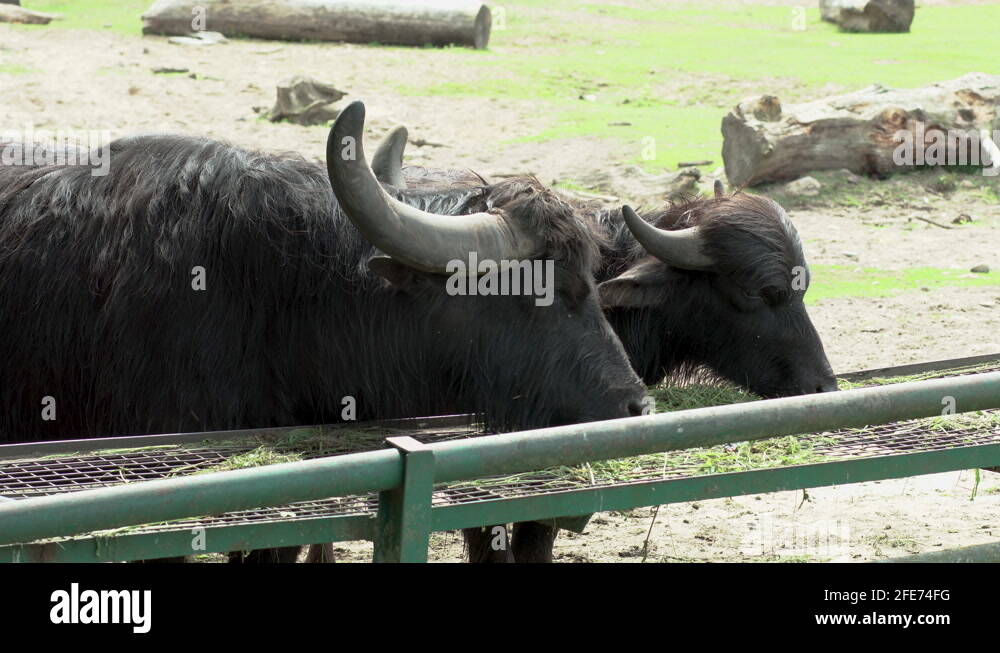 Poor zoo Stock Videos & Footage - HD and 4K Video Clips - Alamy