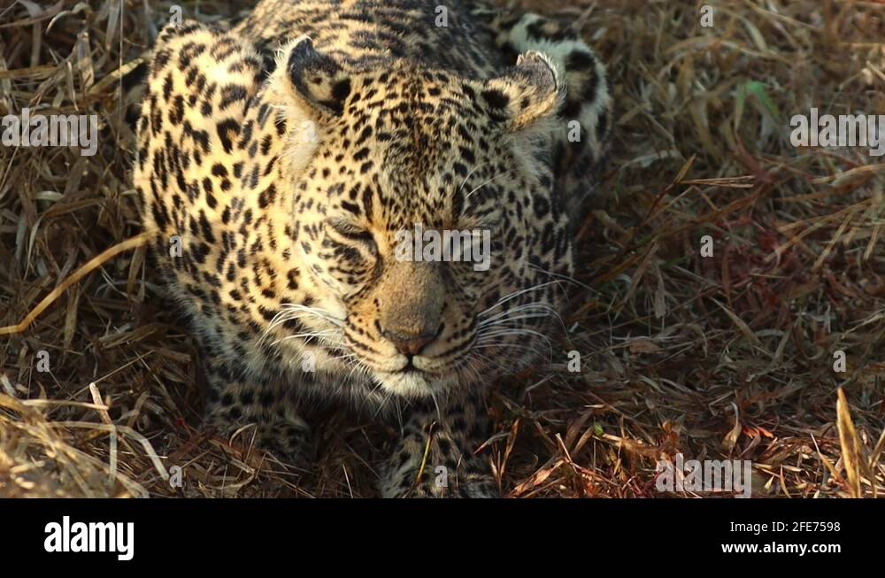 Female leopards Stock Videos & Footage - HD and 4K Video Clips - Alamy